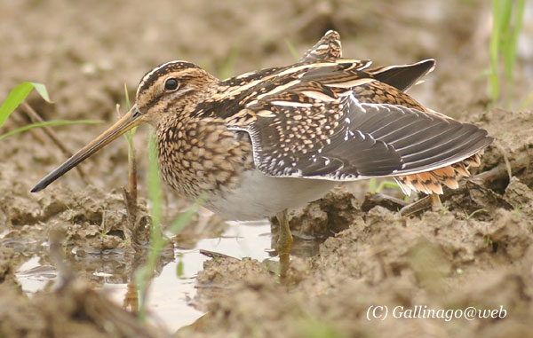 Common Snipe