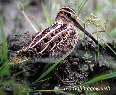 Common Snipe